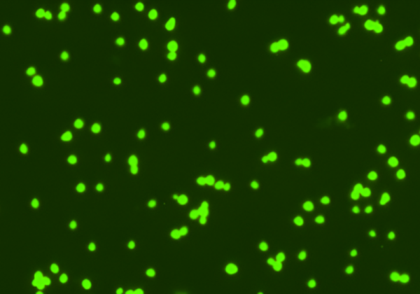 Technology – Redberry